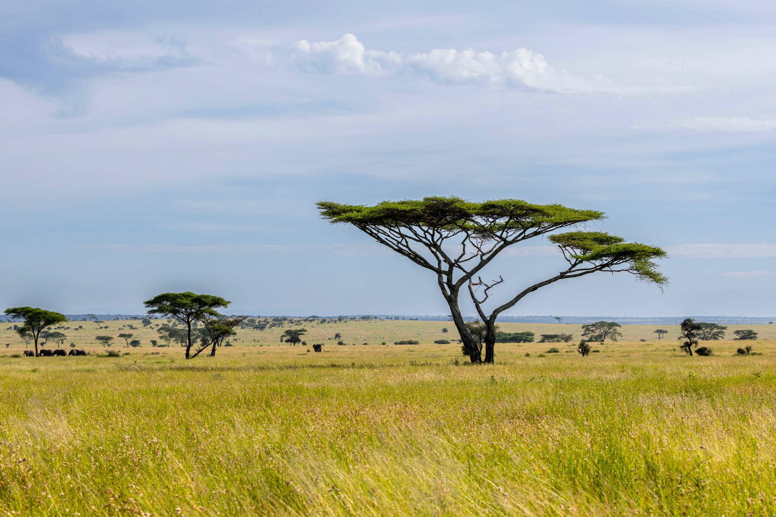 坦桑尼亞、肯亞10日叢林歷險團｜東非動物大遷徙｜全球最著名野生動物保護區 - TravPholer 無待壯遊